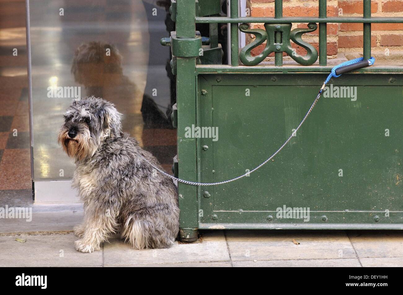 Chained dog hi-res stock photography and images - Alamy