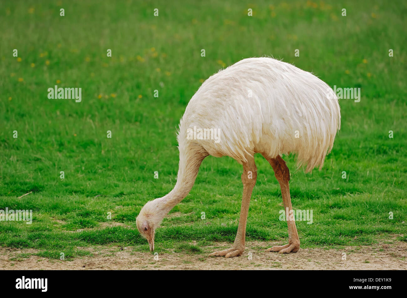 Greater Rhea (Rhea americana), native to South America, in captivity ...