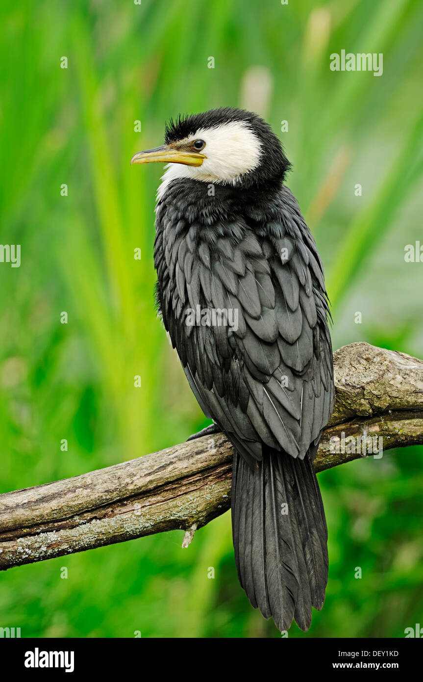 Australian shag hi-res stock photography and images - Alamy