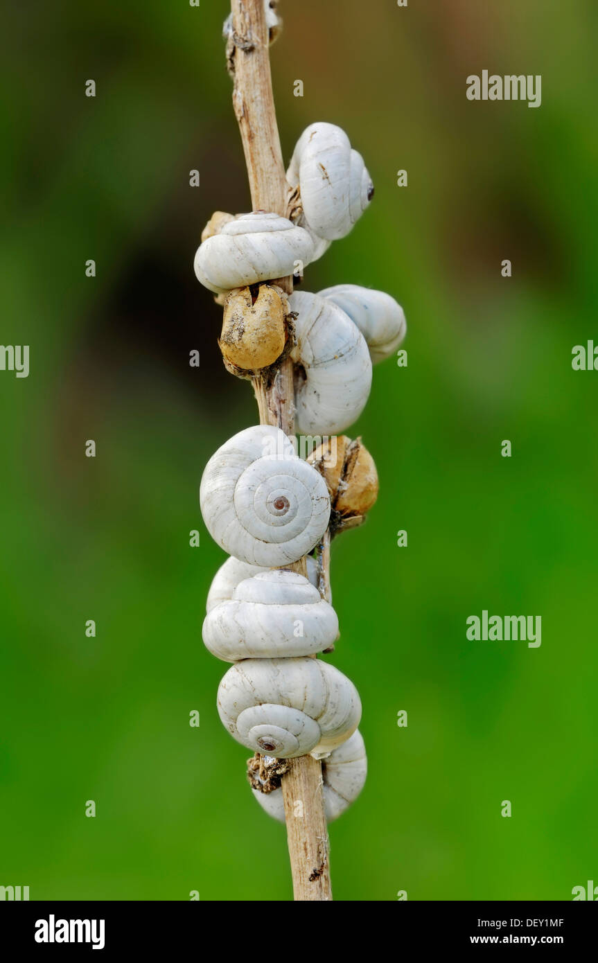 Sand Hill Snails or Mediterranean Coastal Snails (Theba pisana) on a ...