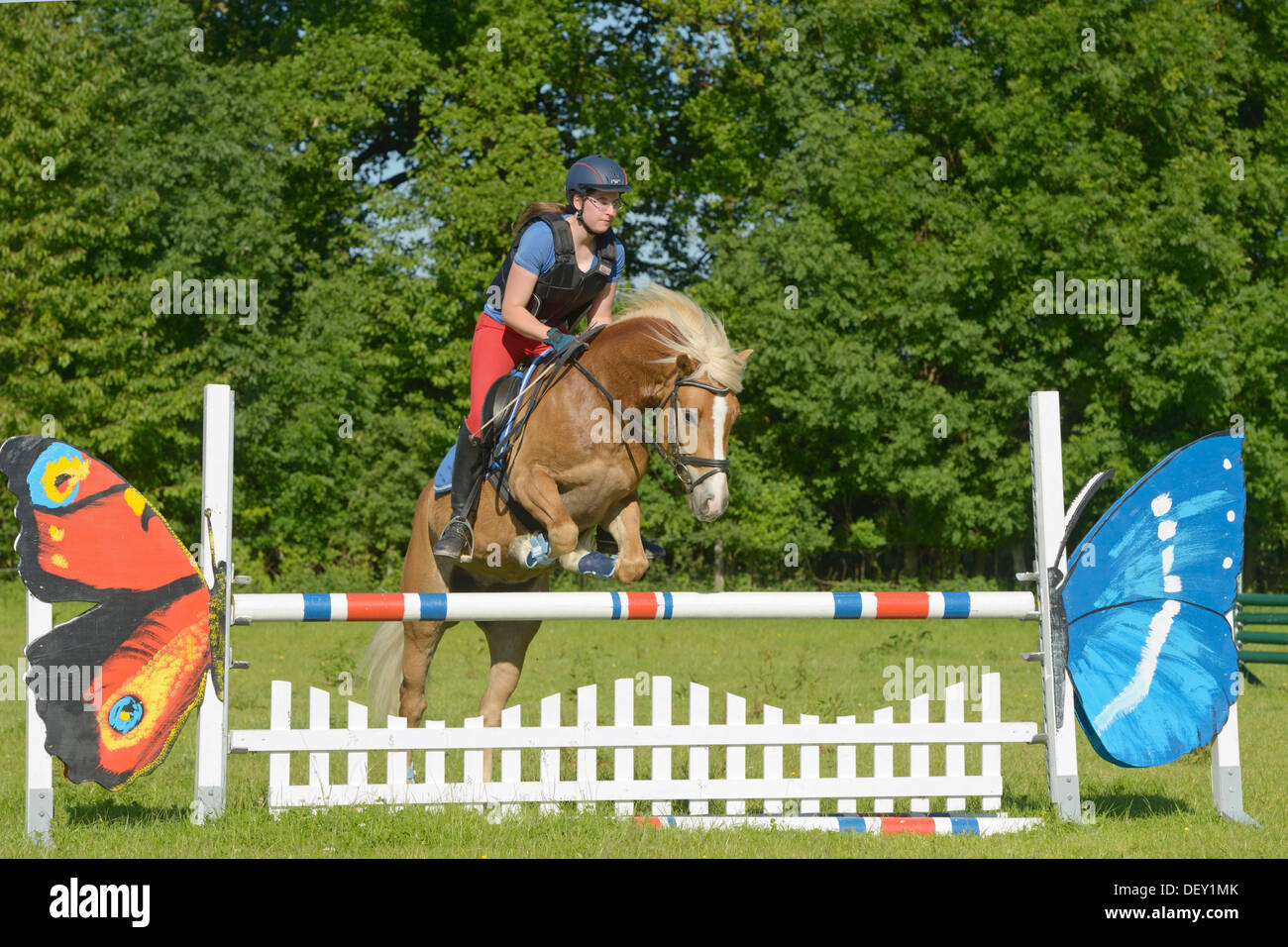 Haflinger jumping hi-res stock photography and images - Alamy