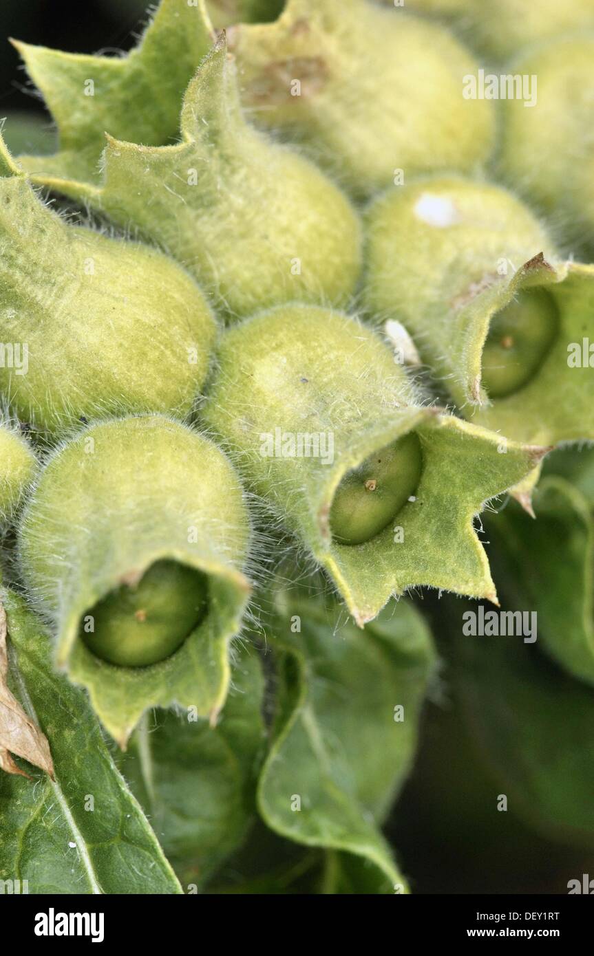 Solanaceae fam hi-res stock photography and images - Alamy