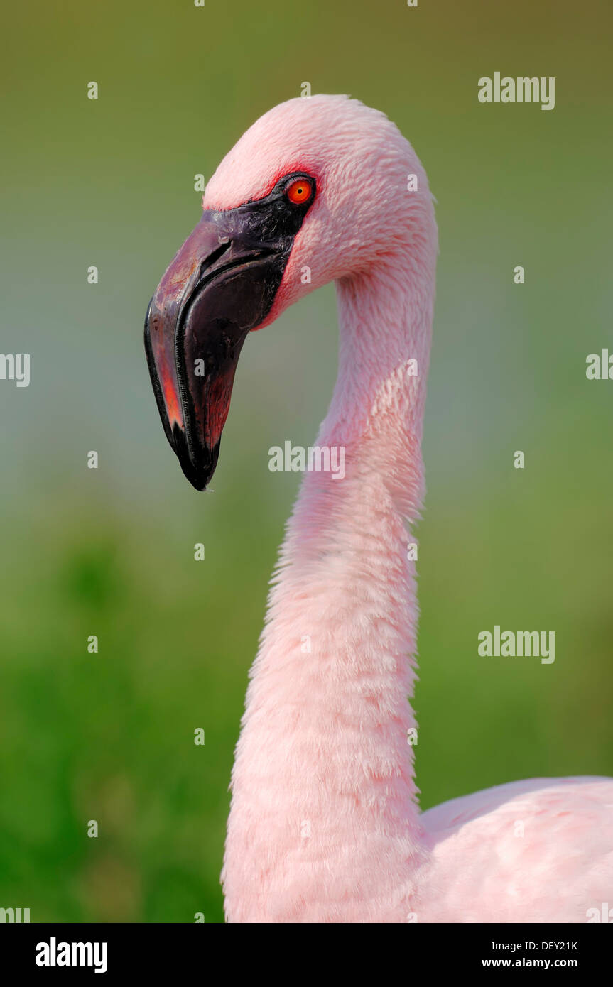 Lesser Flamingo Stock Photos & Lesser Flamingo Stock Images - Alamy