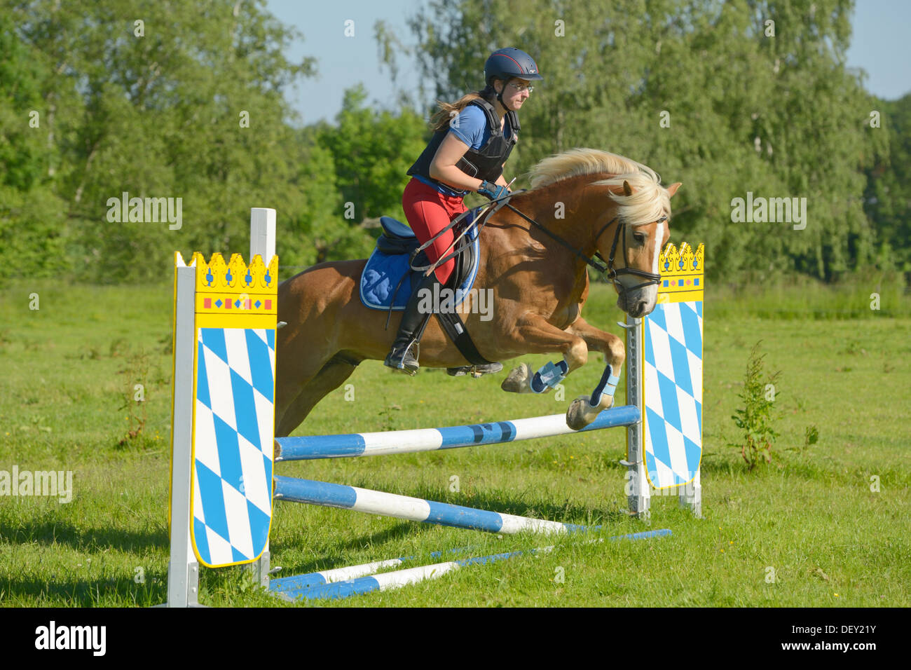 Haflinger Horse Jumping High Resolution Stock Photography and Images ...