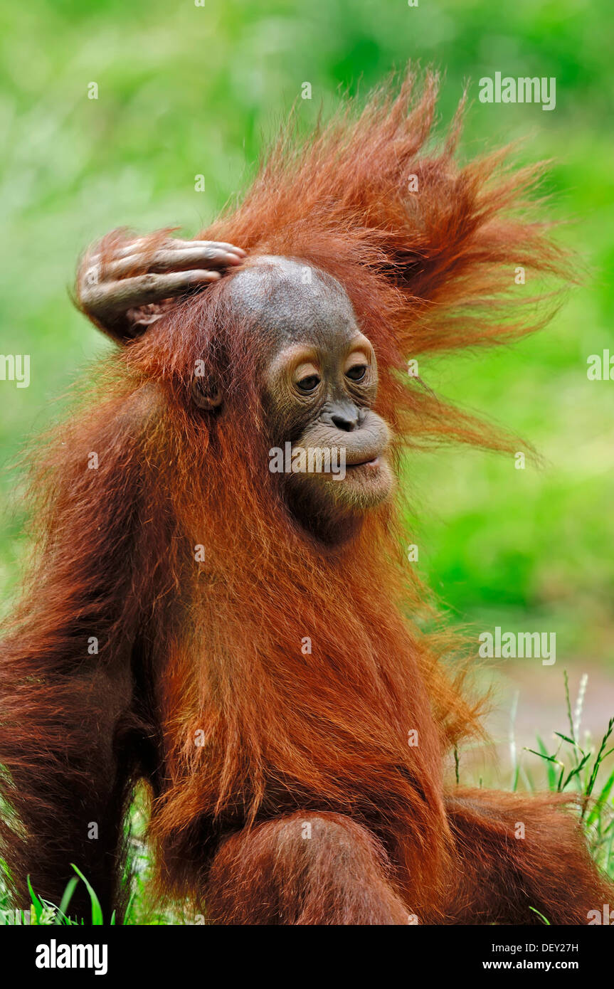 Sumatran Orangutan (Pongo pygmaeus abelii, Pongo abelii), juvenile ...