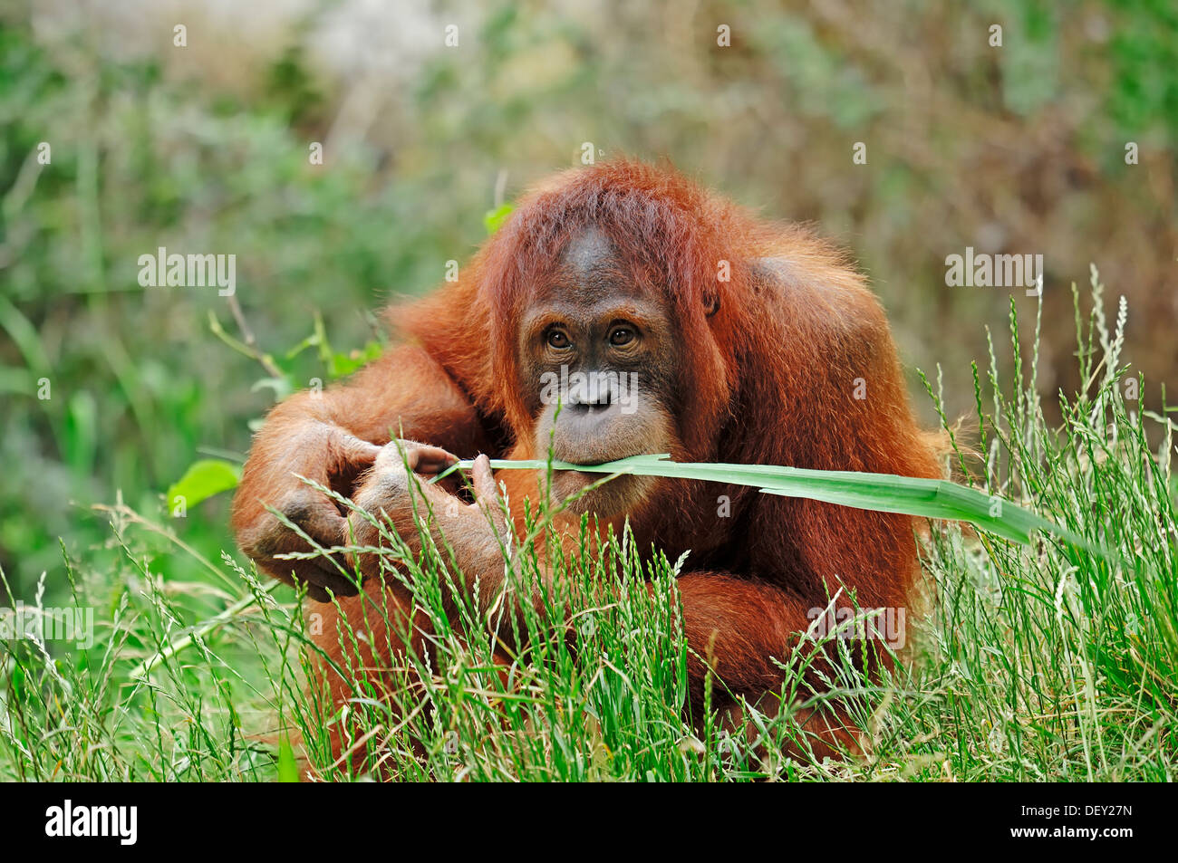 Sumatran Orangutan (Pongo pygmaeus abelii, Pongo abelii), juvenile ...