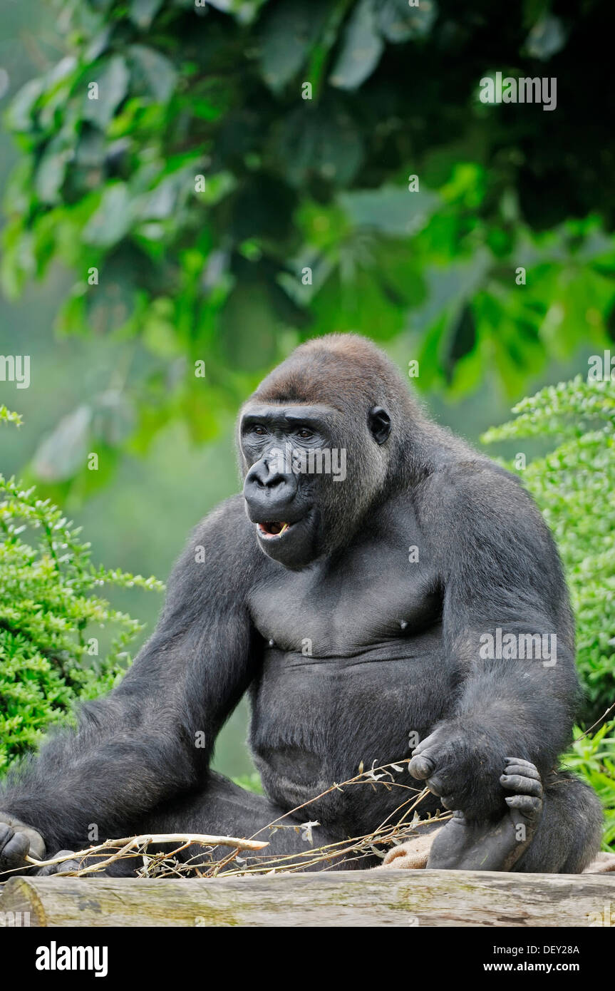 Western Lowland Gorilla (Gorilla gorilla gorilla), male, native to ...