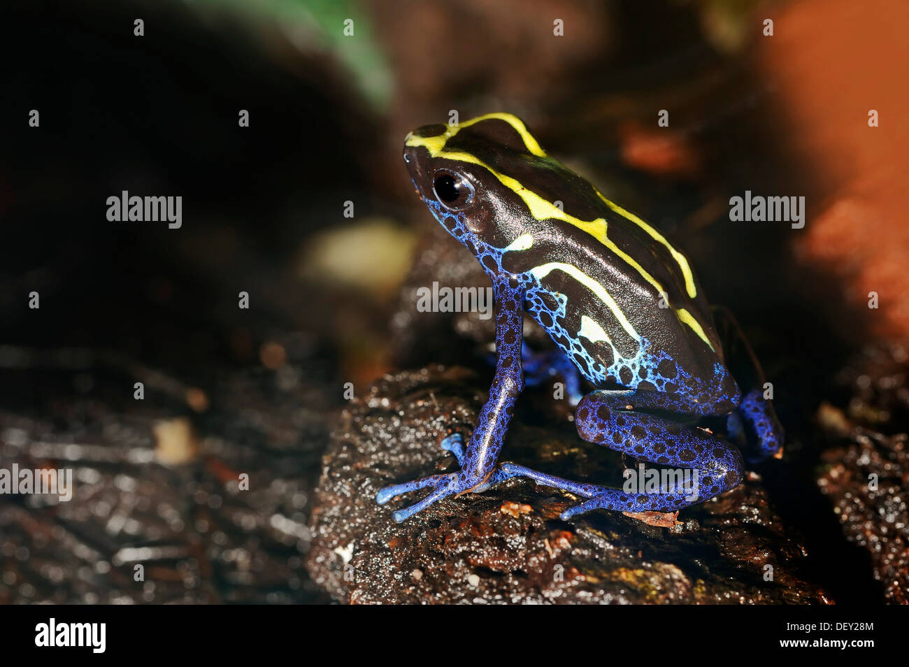 Dyeing Dart Frog (Dendrobates tinctorius), a poison dart frog, native ...