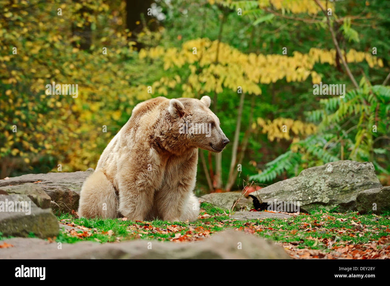 Syrian Brown Bear (Ursus arctos syriacus), native to the Caucasus, in ...