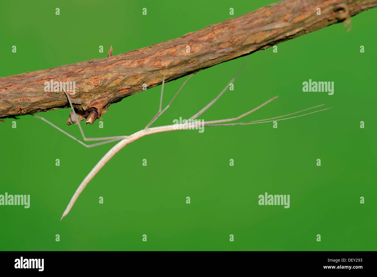Ghost locust hi-res stock photography and images - Alamy