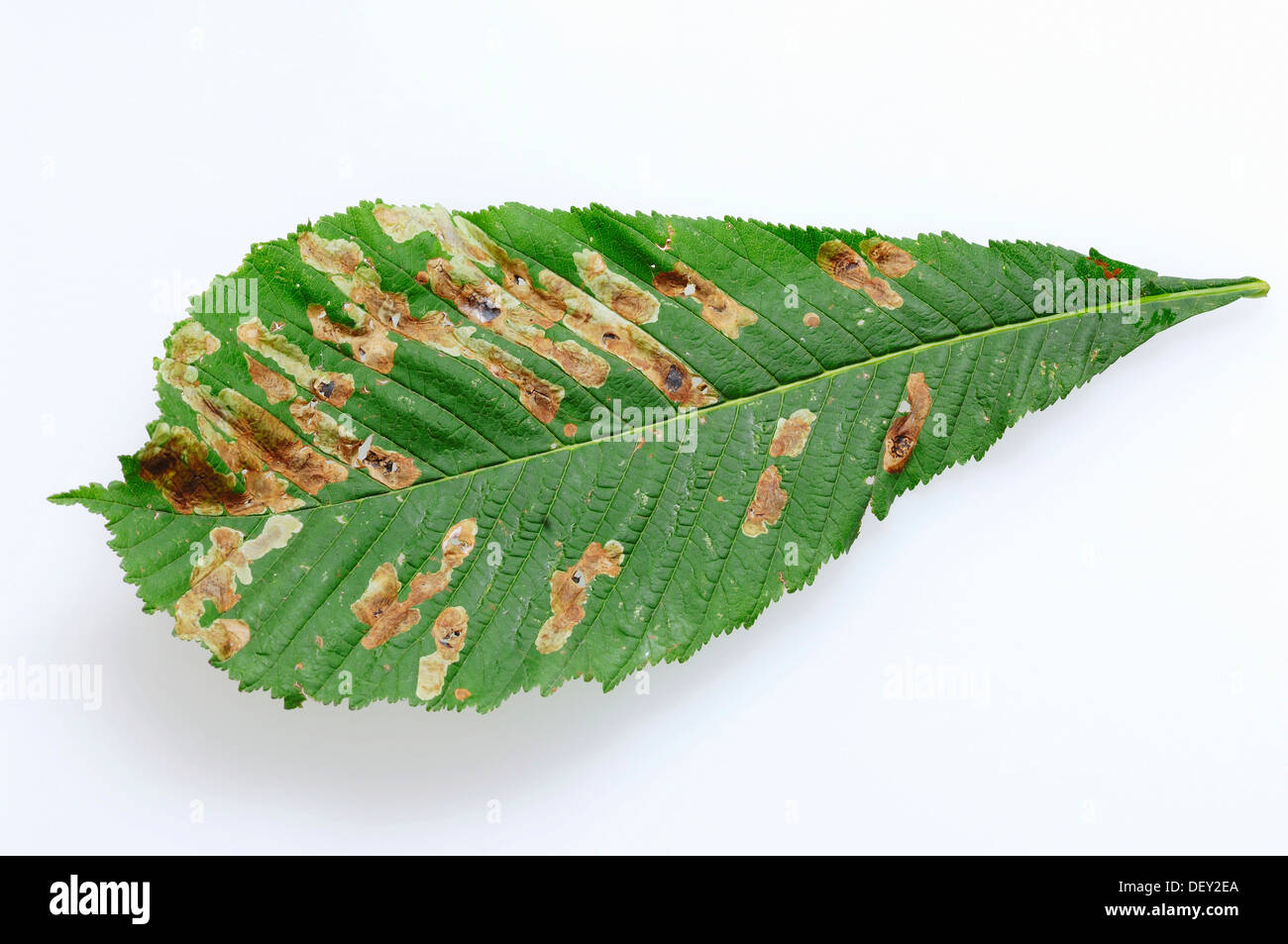 Leaf insect damage hi-res stock photography and images - Alamy