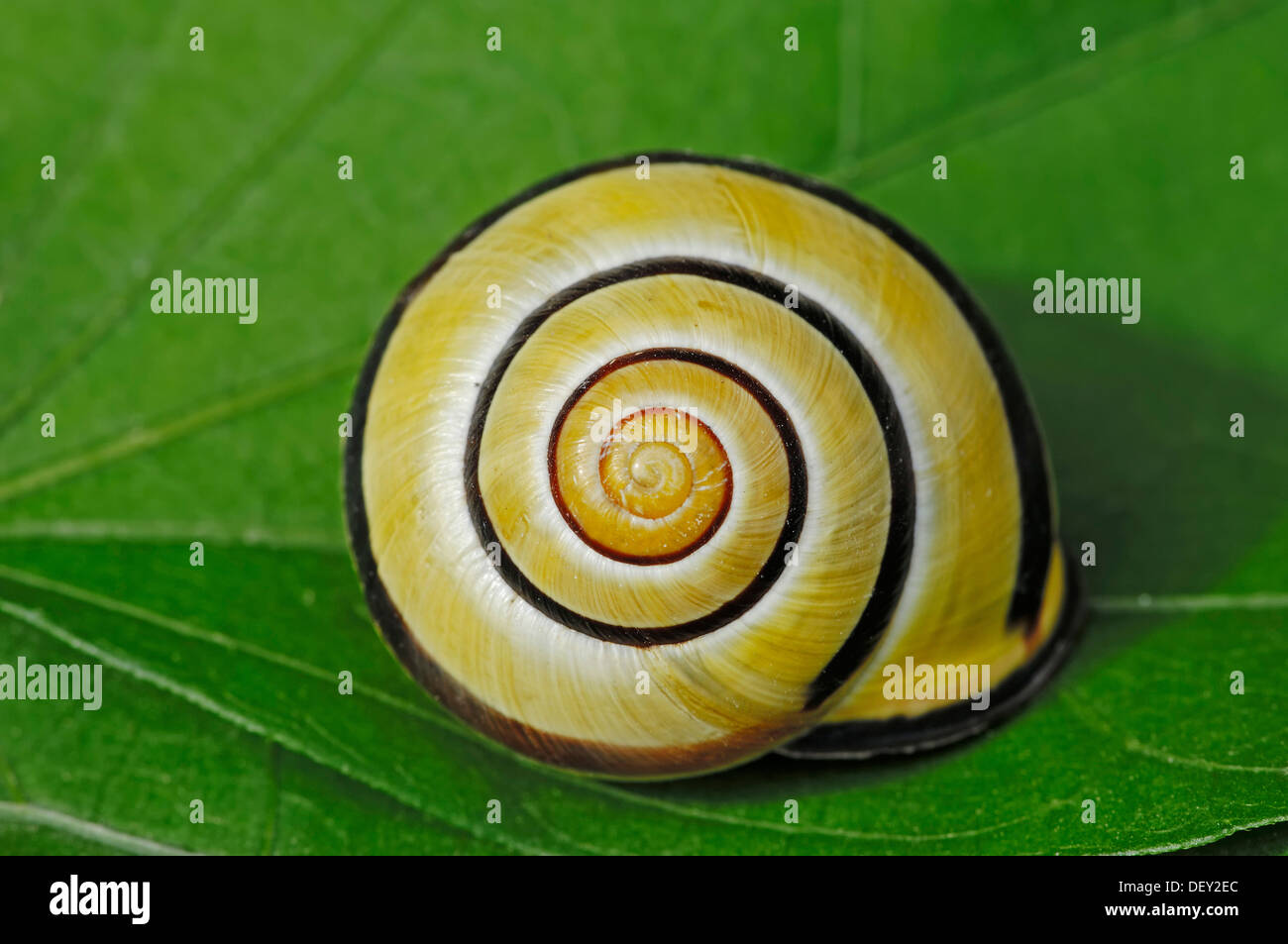 Grove Snail or Brown-lipped Snail (Cepaea nemoralis), North Rhine ...