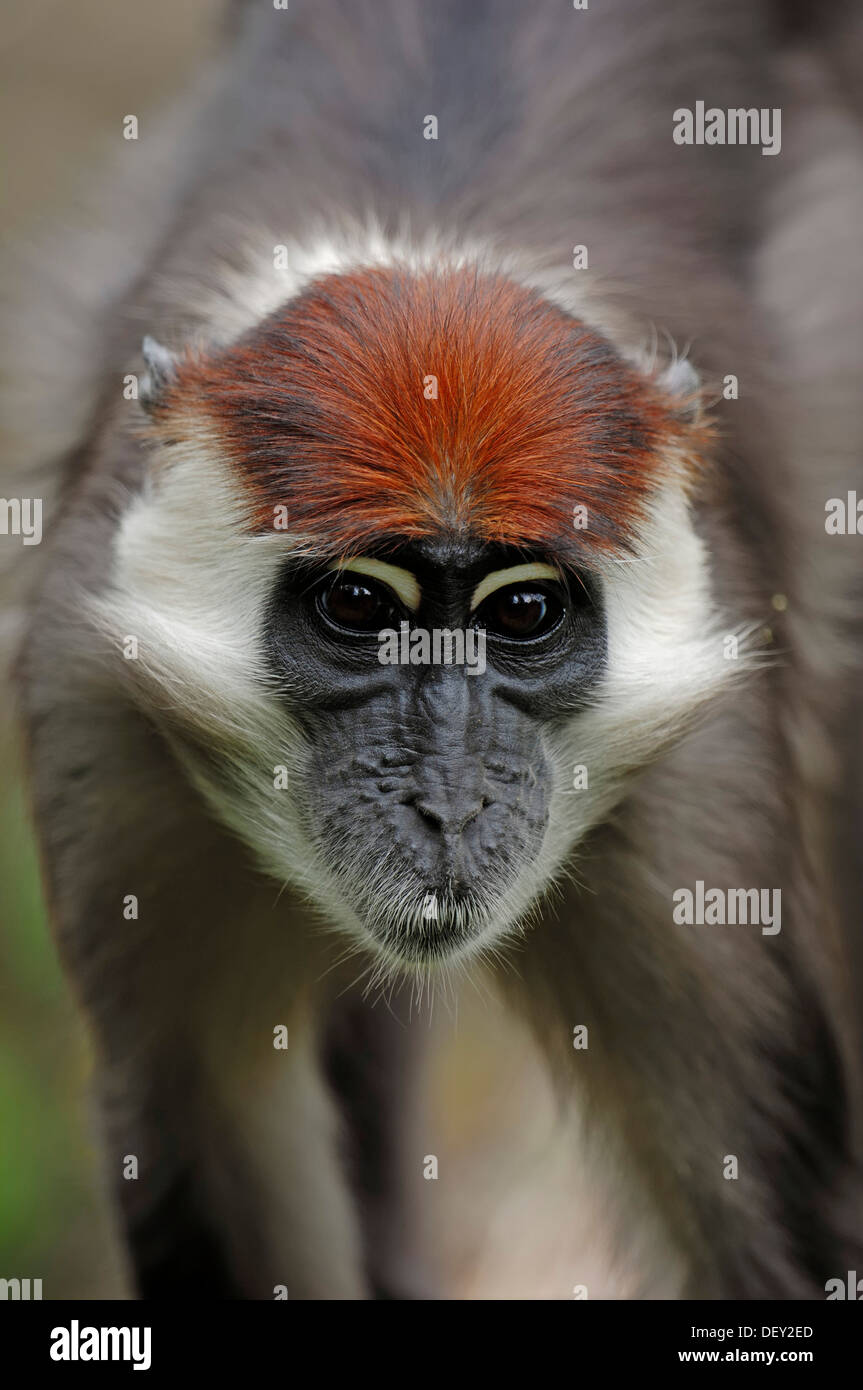 Red-capped Mangabey, Cherry Crowned Mangabey or White-collared Mangabey ...