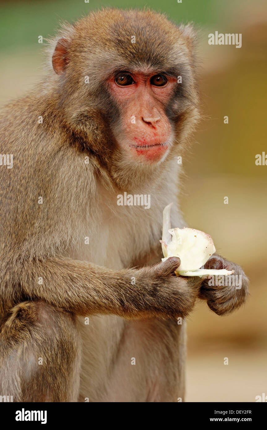 Japanese Macaque or Snow Monkey (Macaca fuscata), native to Japan, in ...