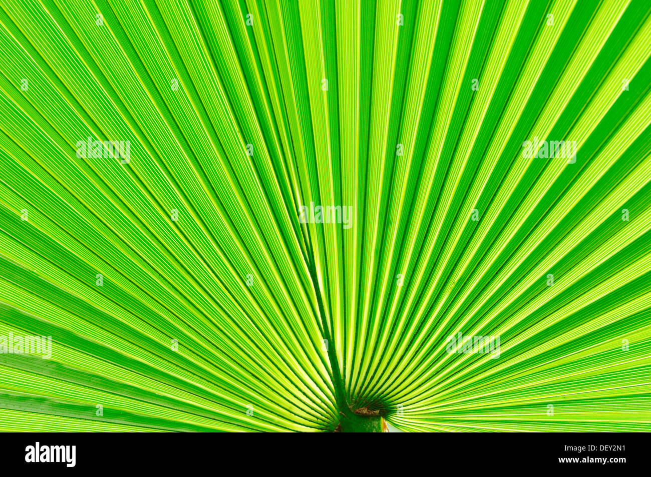 Saw Palmetto (Serenoa repens), leaf detail, Florida, USA Stock Photo ...
