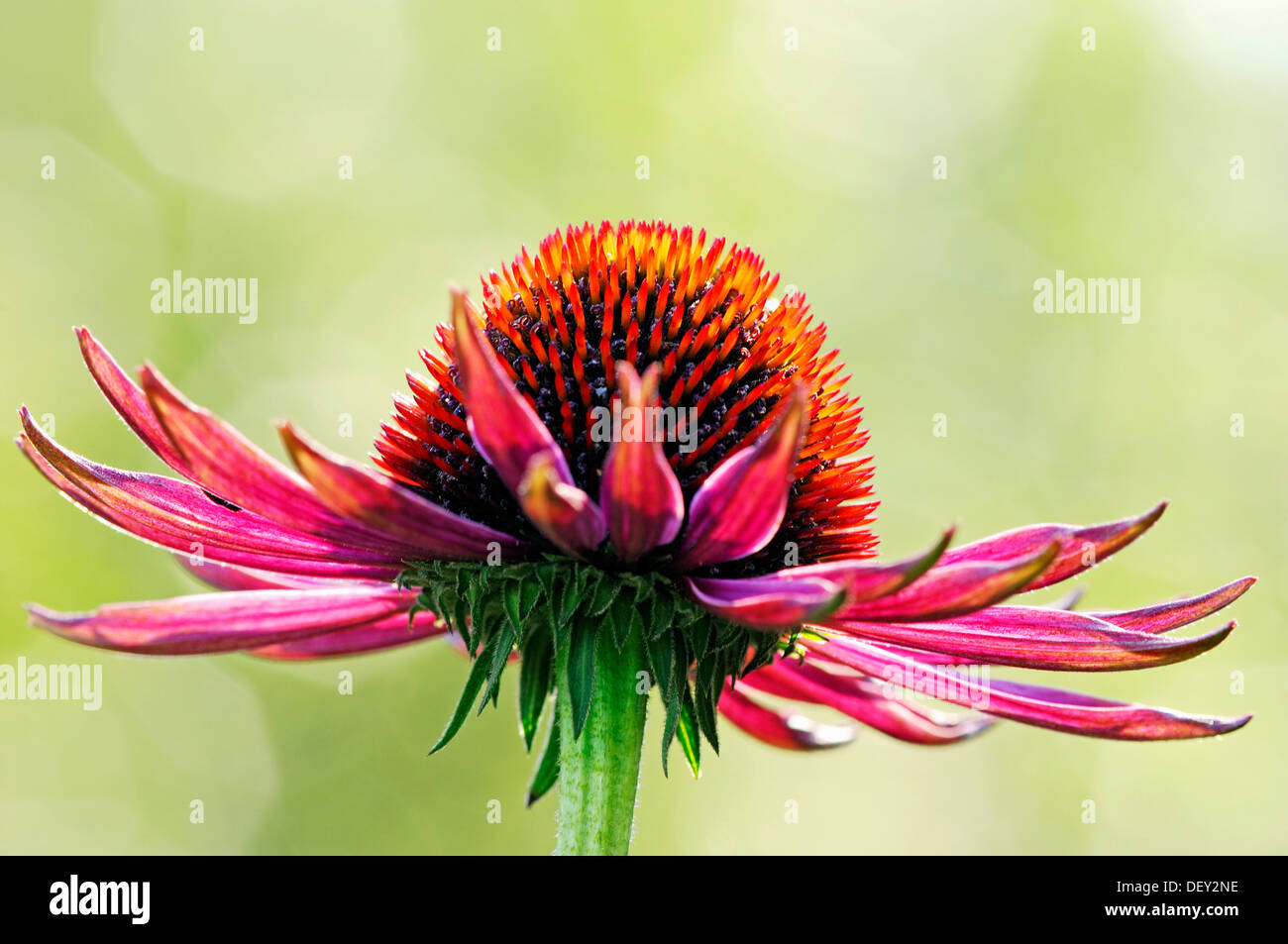 Close up of coneflower flowers or echinacea in the garden hi-res stock ...