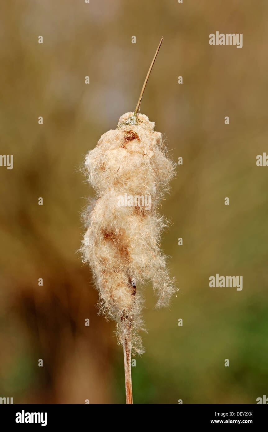 Common Bulrush, Broadleaf Cattail, Great Reedmace or Cooper's Reed ...