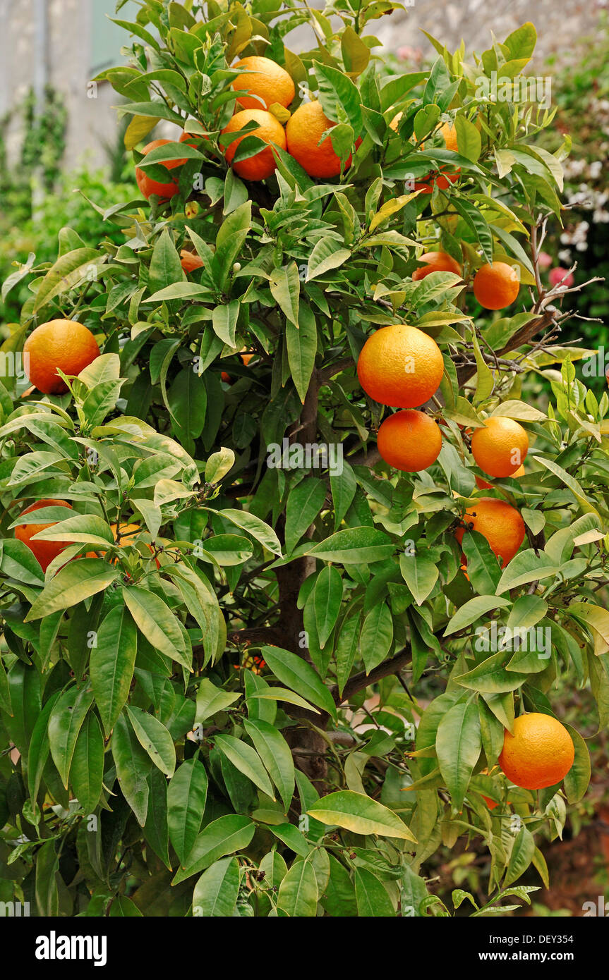 Citrus sinensis hi-res stock photography and images - Alamy