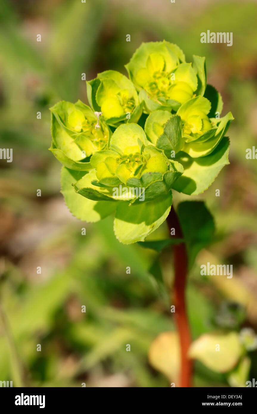 Blossom of sun spurge euphorbia helioscopia hi-res stock photography ...