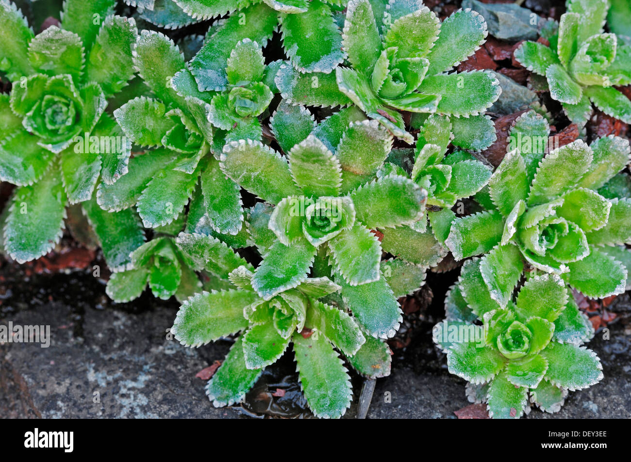 Saxifrage saxifraga paniculata hi-res stock photography and images - Alamy