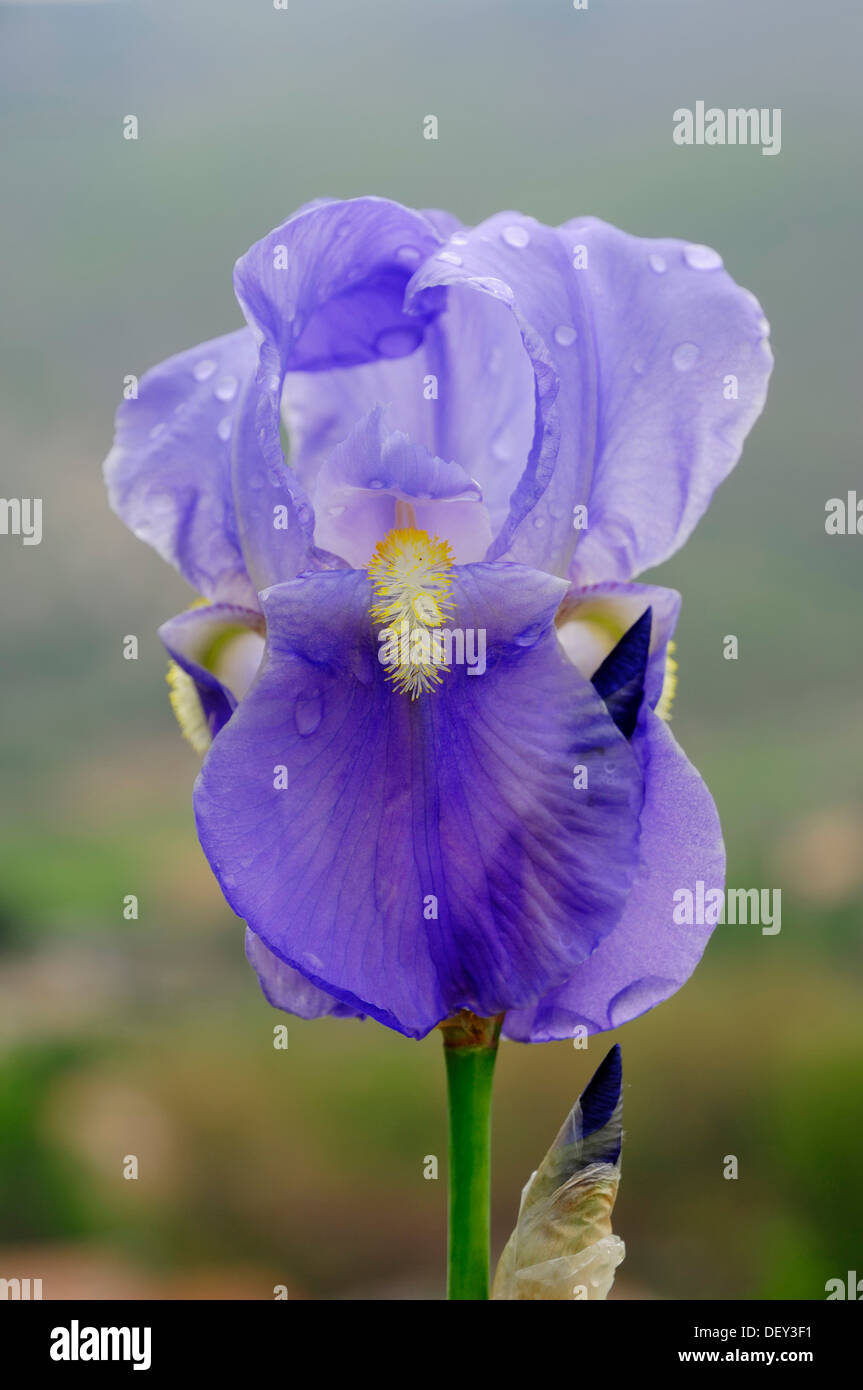 Sweet Iris High Resolution Stock Photography and Images - Alamy
