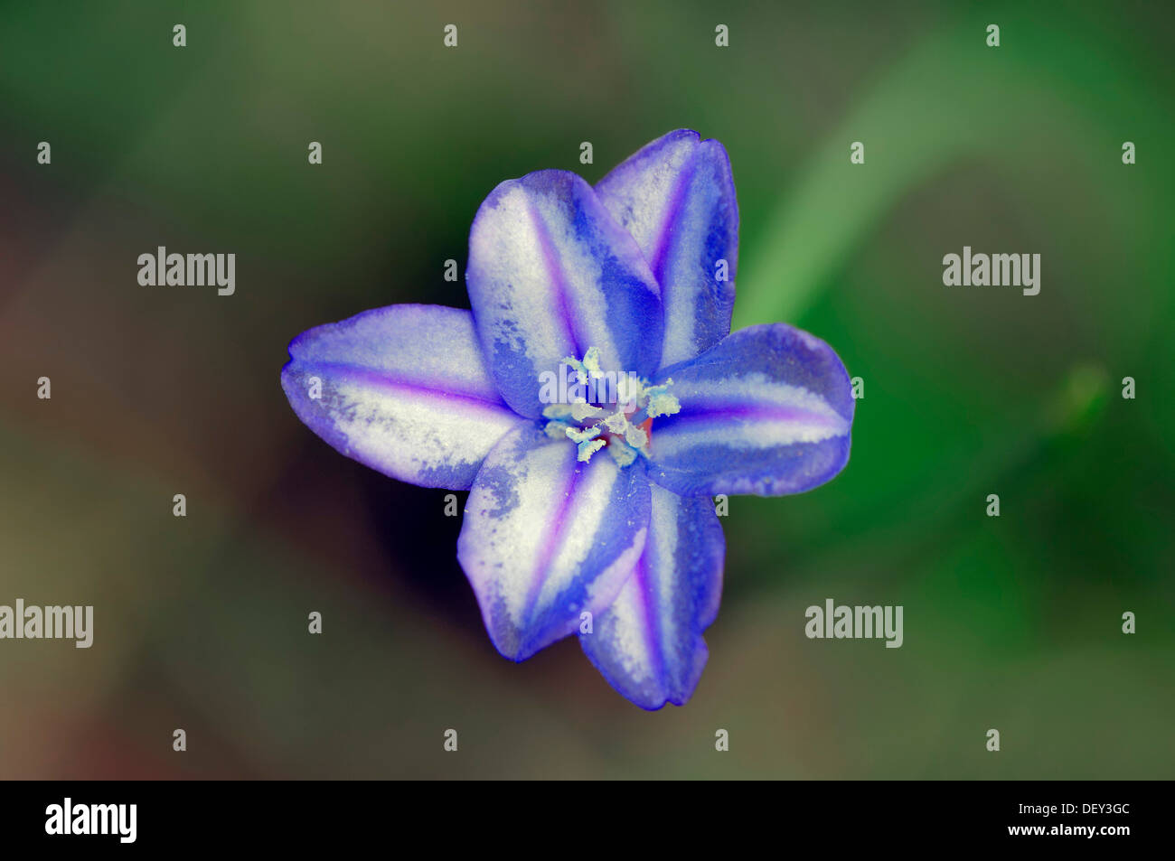 Grass lily hi-res stock photography and images - Alamy