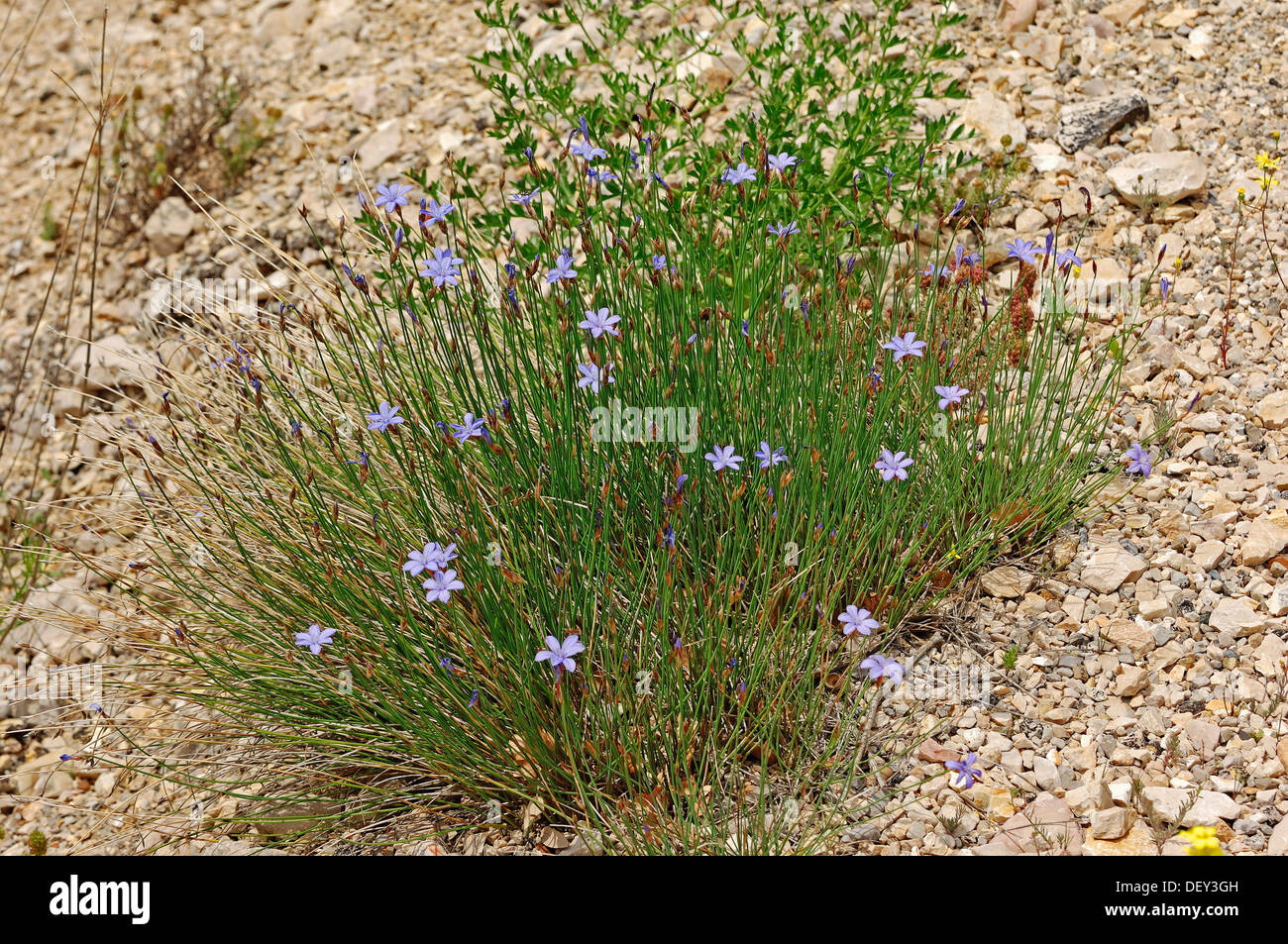 Blue Grass-Lily (Aphyllanthes monspeliensis), Provence, Southern France ...