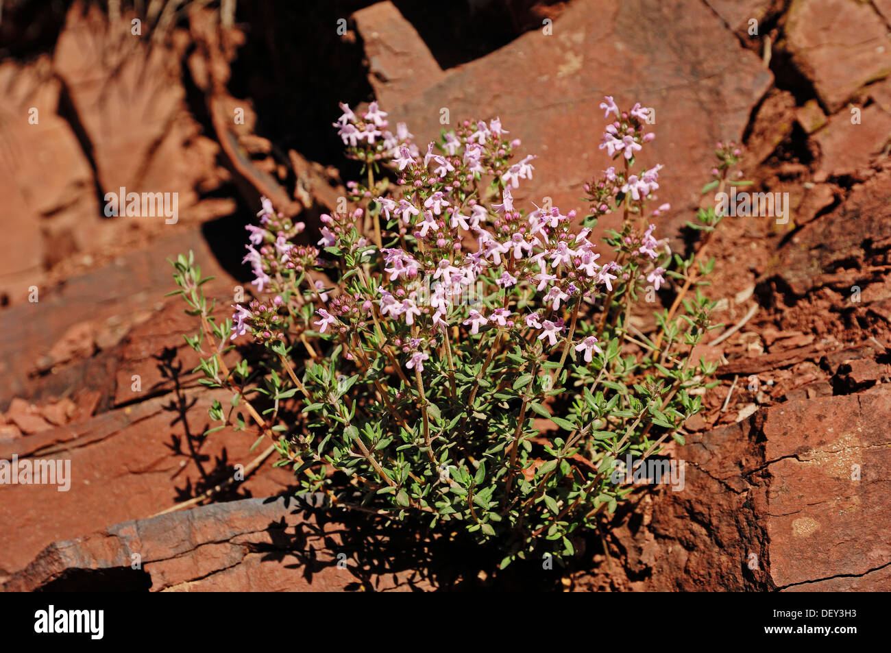 Common Thyme (Thymus vulgaris), Provence, Southern France, France ...