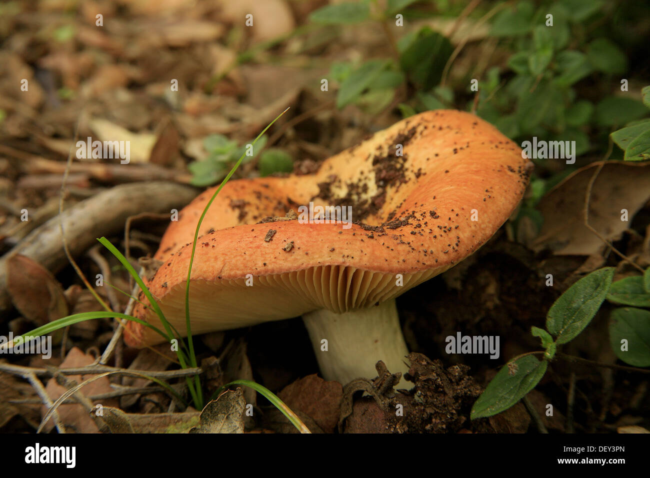 Woolly milk cap lactarius torminosus hi-res stock photography and ...