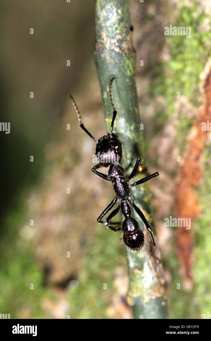 Family formicidae ants hi-res stock photography and images - Alamy