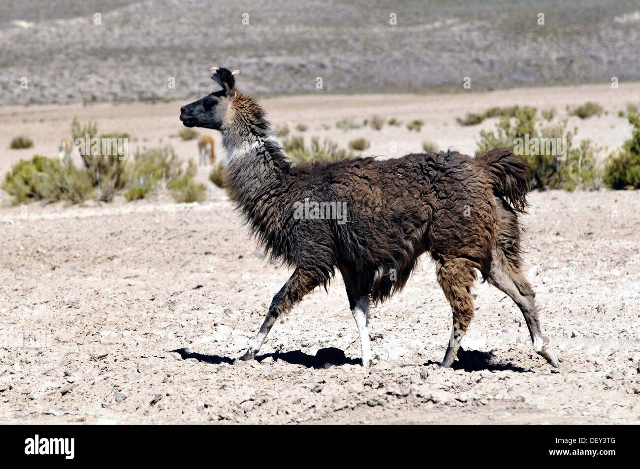 Domesticate ungulate hi-res stock photography and images - Alamy