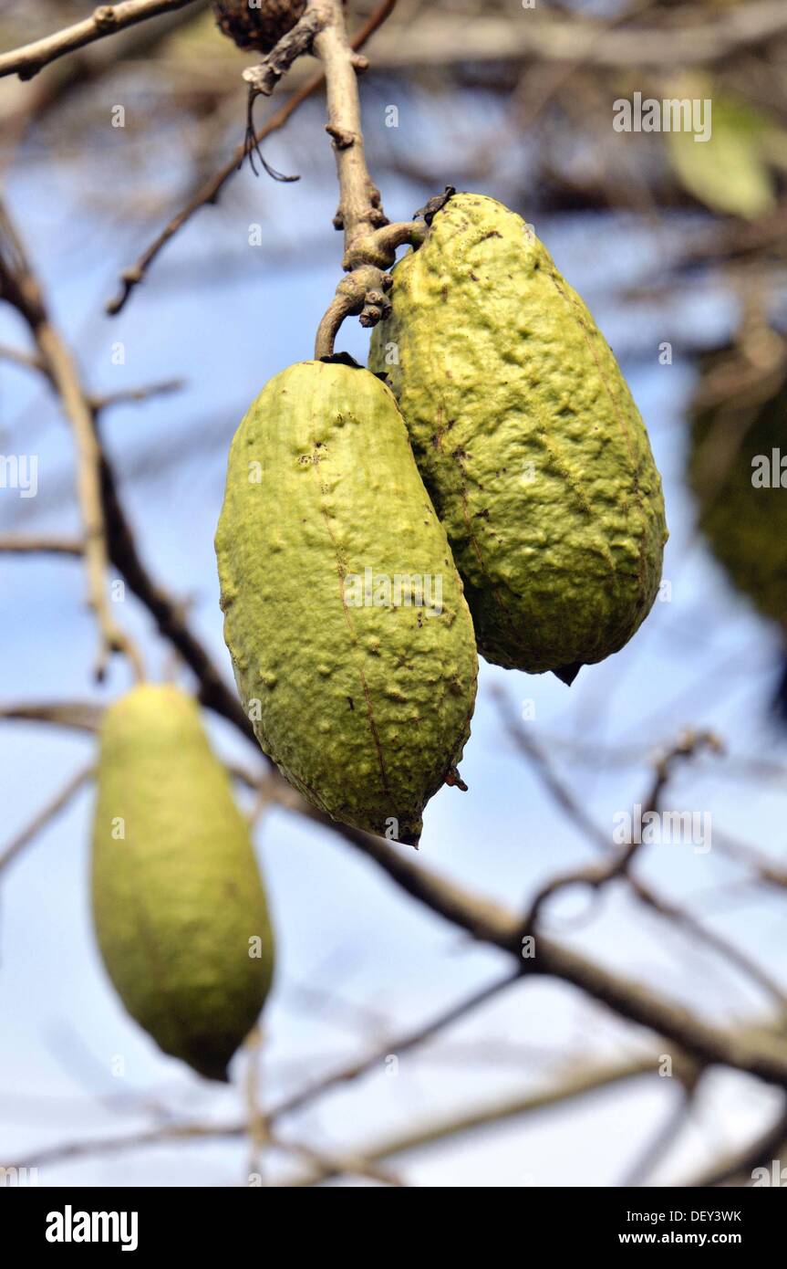 Chorisia chorisia sp hi-res stock photography and images - Alamy