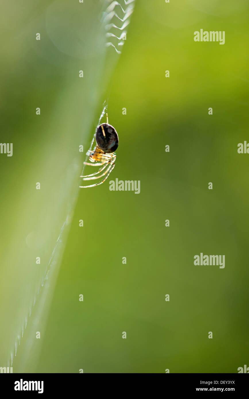 Spider under its web - UK Stock Photo - Alamy