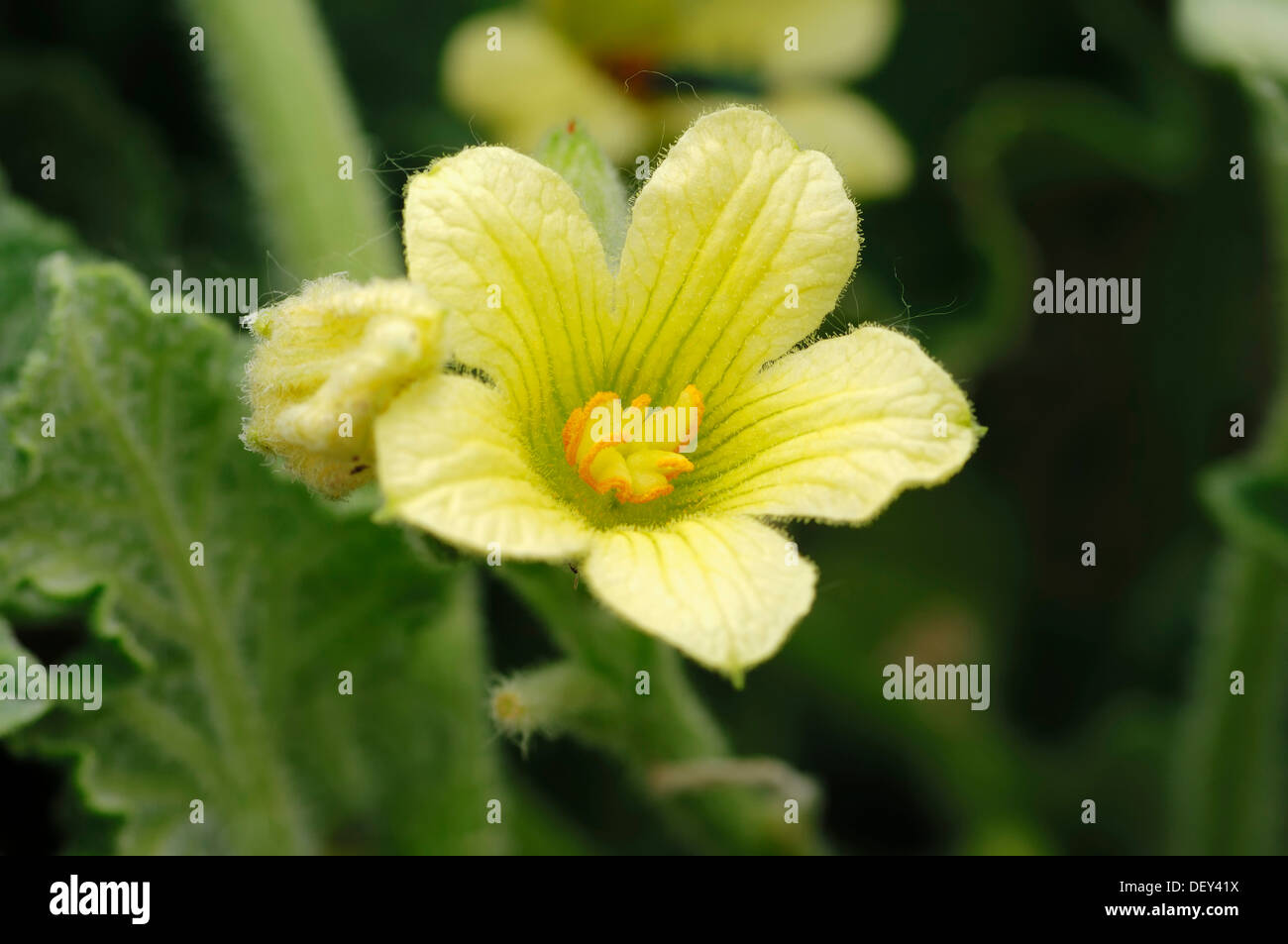 Squirting cucumber hi-res stock photography and images - Alamy