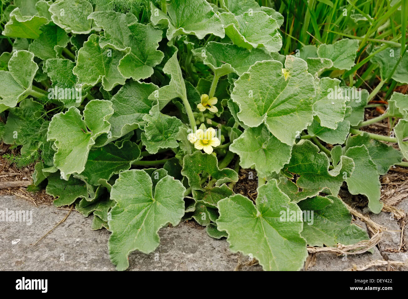 Squirting cucumber hi-res stock photography and images - Alamy