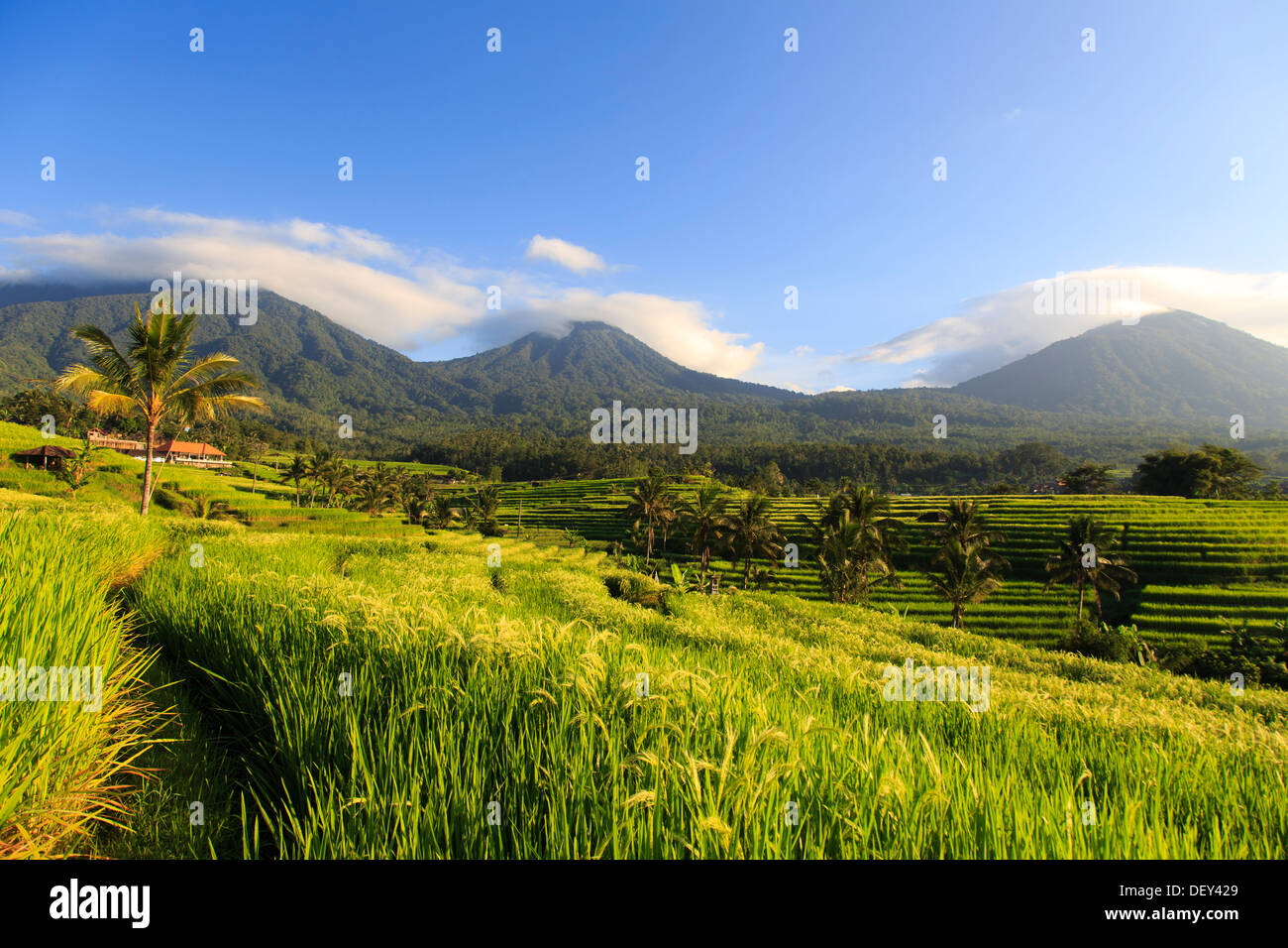 Indonesia, Bali, Central Mountains, Jatiluwih Rice Fields (UNESCO Site ...