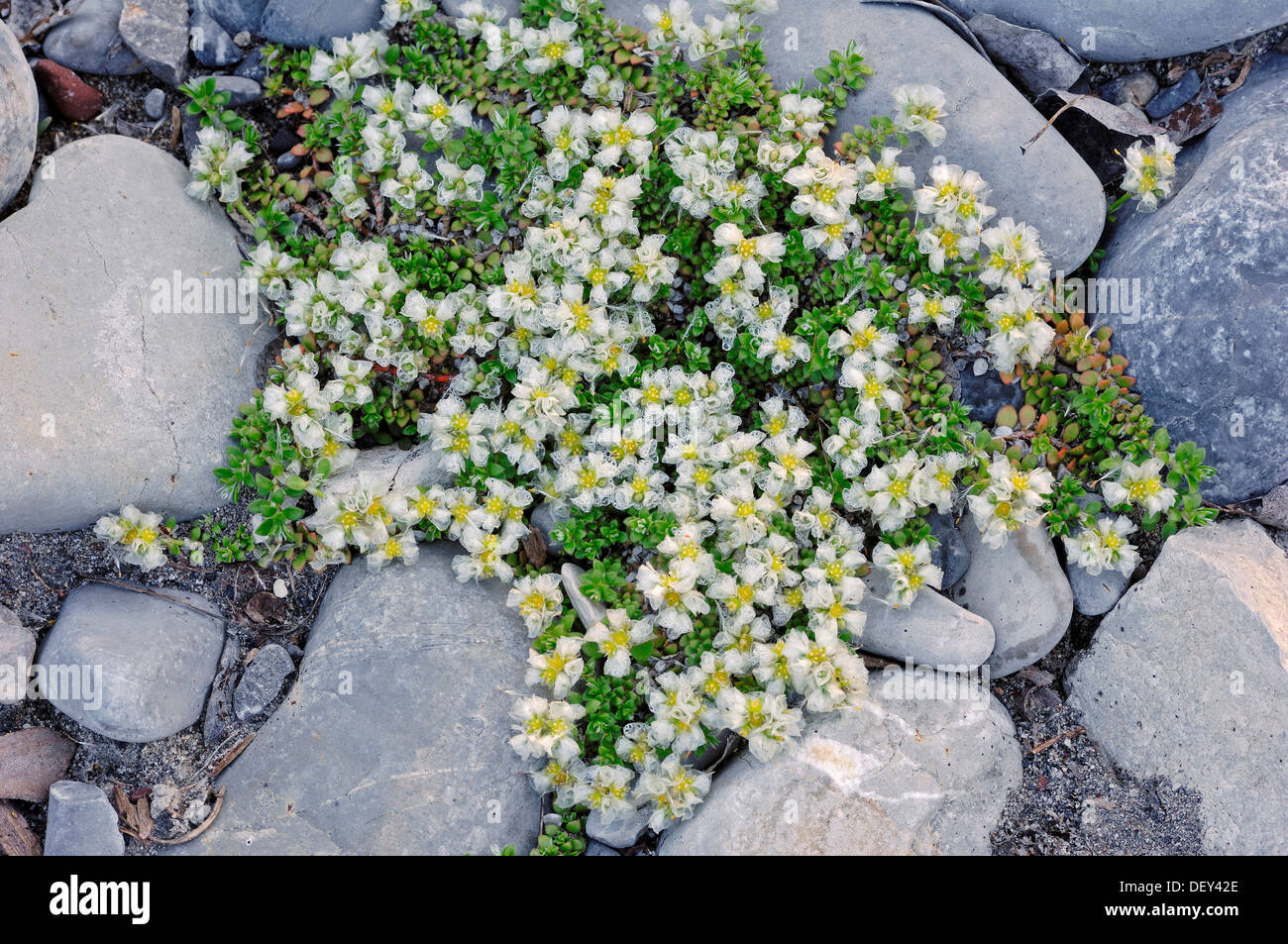 Silvery whitlow wort paronychia hi-res stock photography and images - Alamy