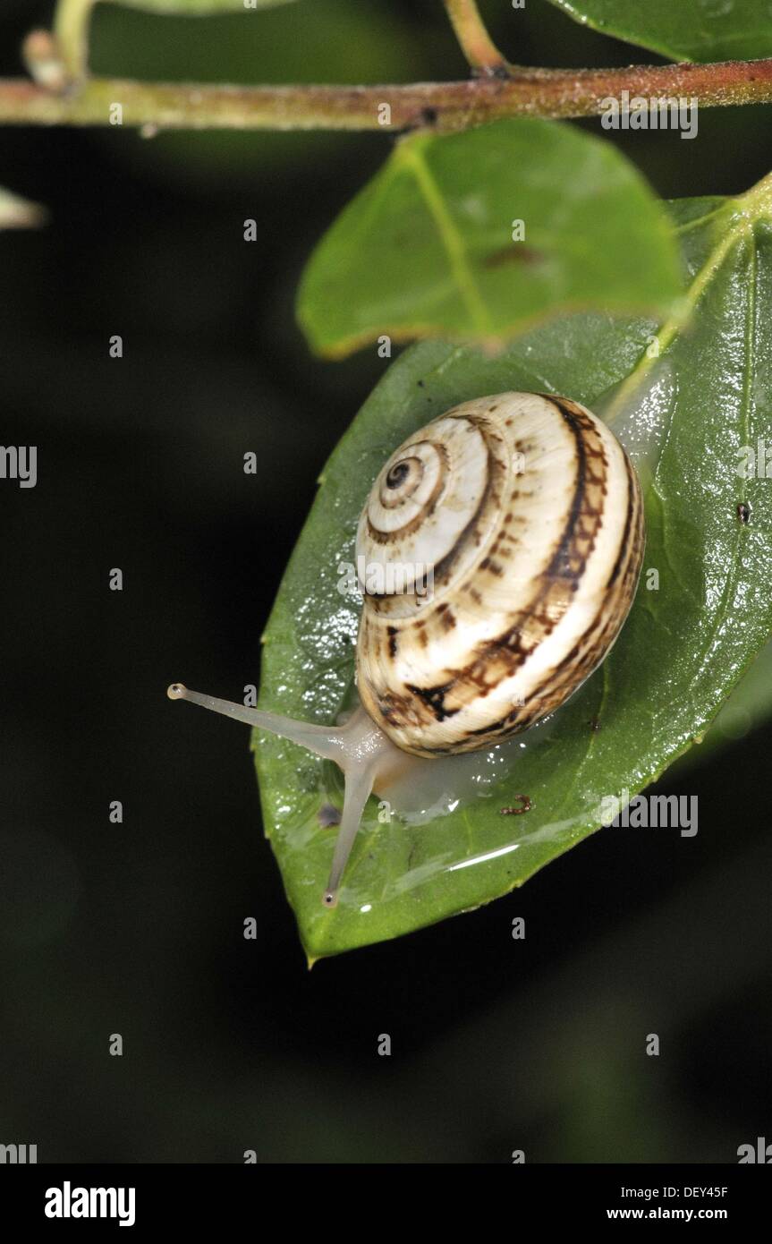 Molluscan class gastropoda hi-res stock photography and images - Alamy