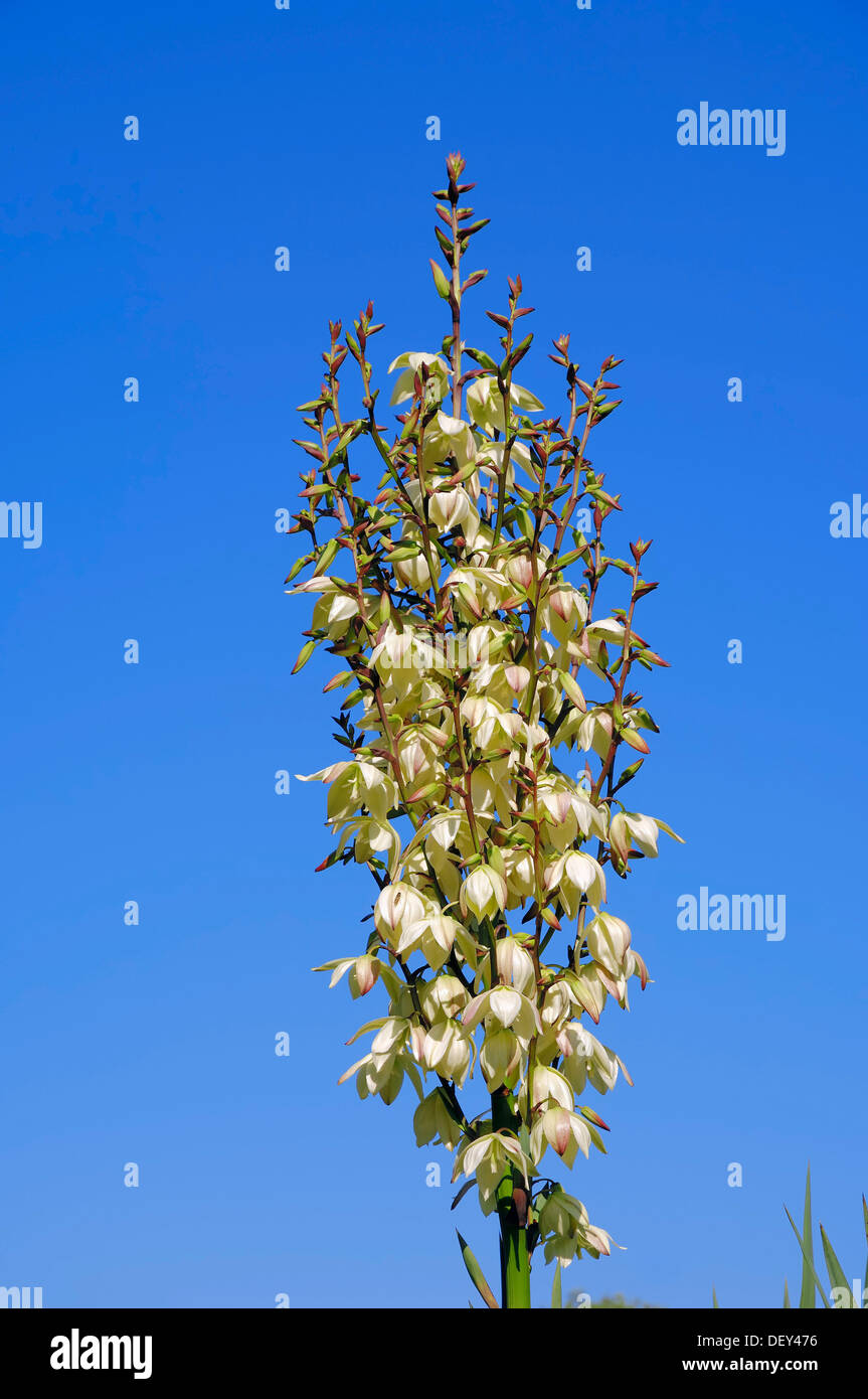 Yucca filamentosa hi-res stock photography and images - Alamy