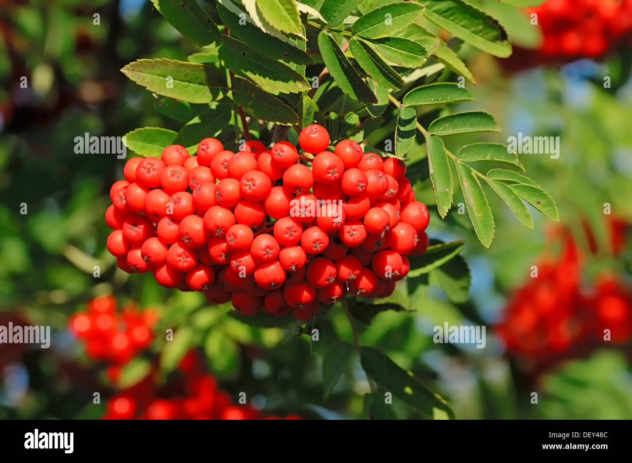European Rowan or Mountain-ash (Sorbus aucuparia), berries, North Rhine ...