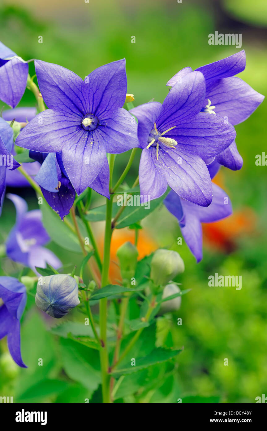 Chinese Bellflower or Common Balloon Flower (Platycodon grandiflorus ...