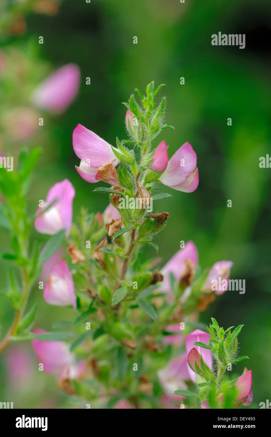 Spiny Restharrow (Ononis spinosa), North Rhine-Westphalia Stock Photo ...