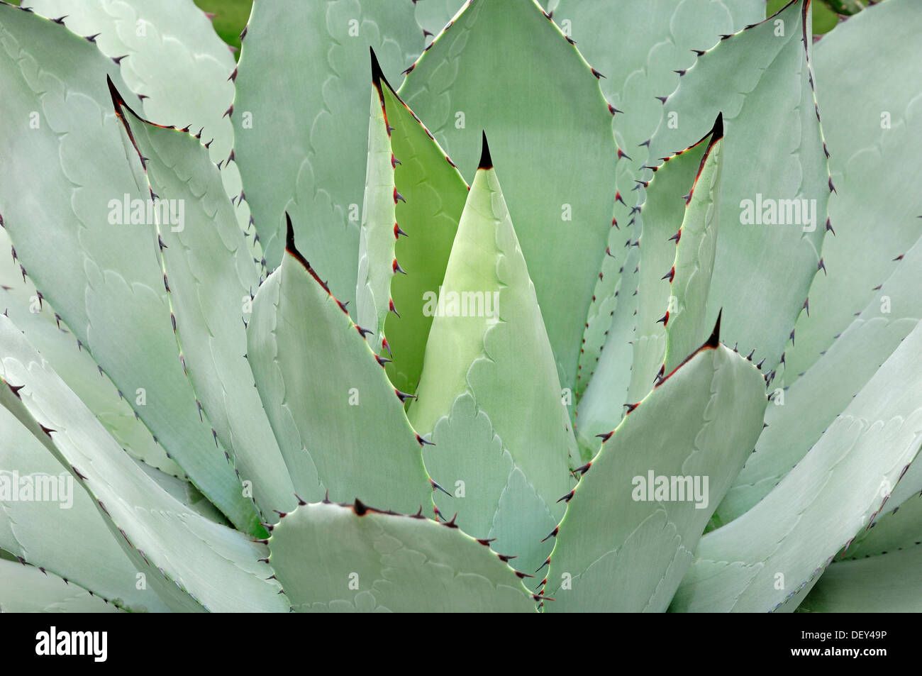 Agave (Agave parrasana), native to Mexico, North America Stock Photo ...
