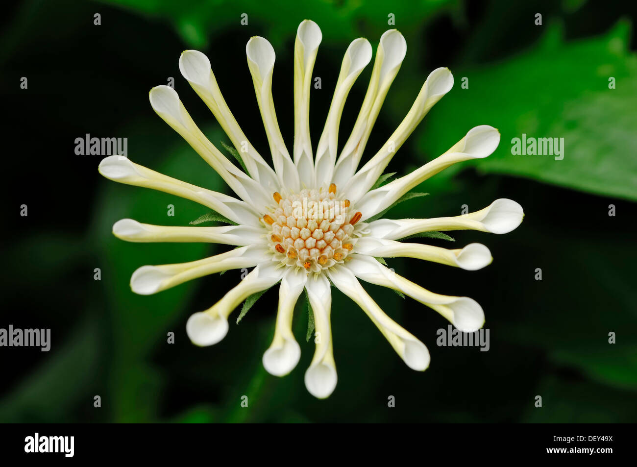 Cape Marguerite, Van Staden's River Daisy, Sundays River Daisy or Star ...