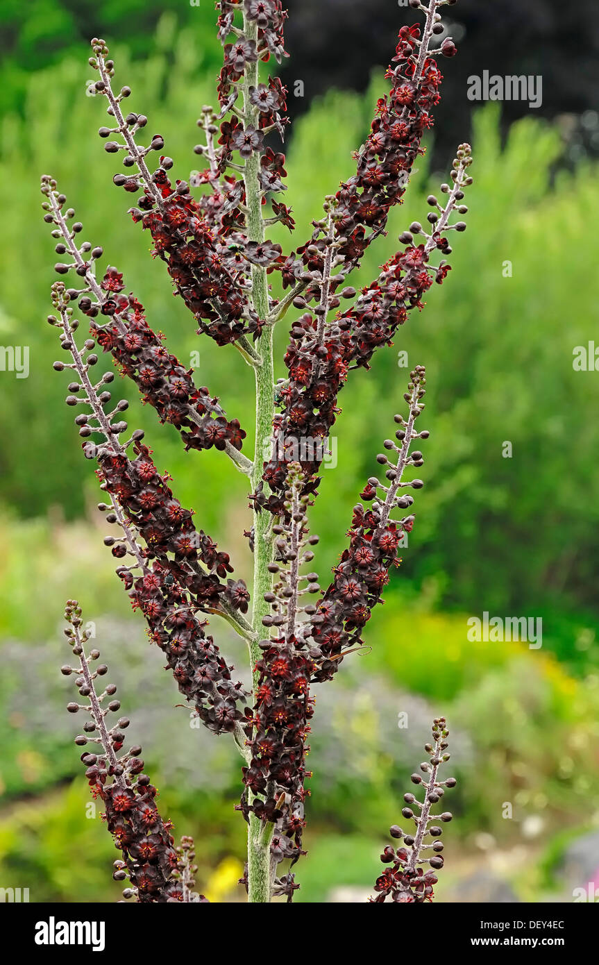 Black False Hellebore (Veratrum nigrum), a poisonous plant Stock Photo ...