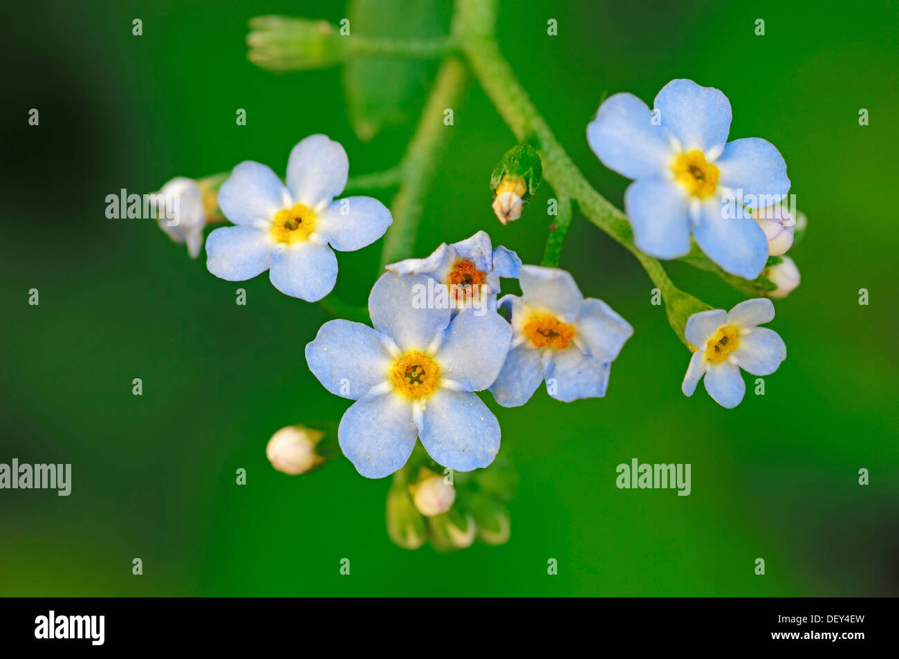 Water Forget-me-not or True Forget-me-not (Myosotis scorpioides ...
