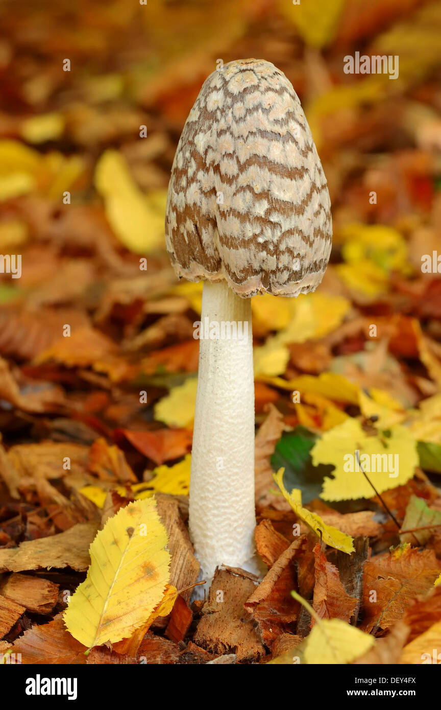 Magpie ink caps hi-res stock photography and images - Alamy