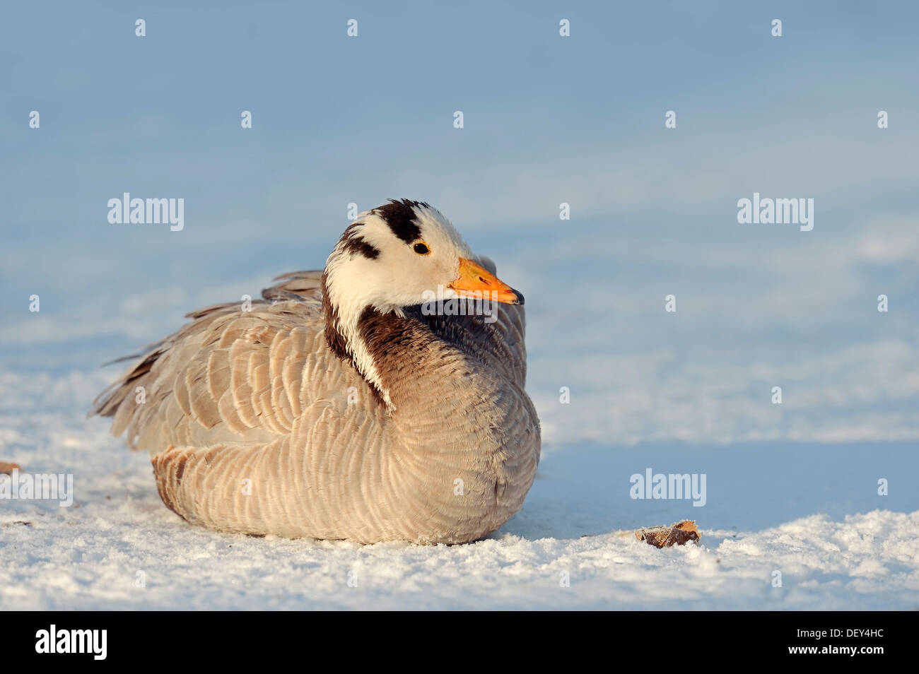 Bar-headed Goose (Anser indicus) in the snow, introduced species in ...