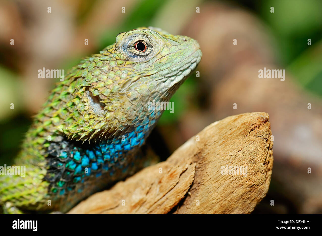 Side view of lizard head hi-res stock photography and images - Alamy