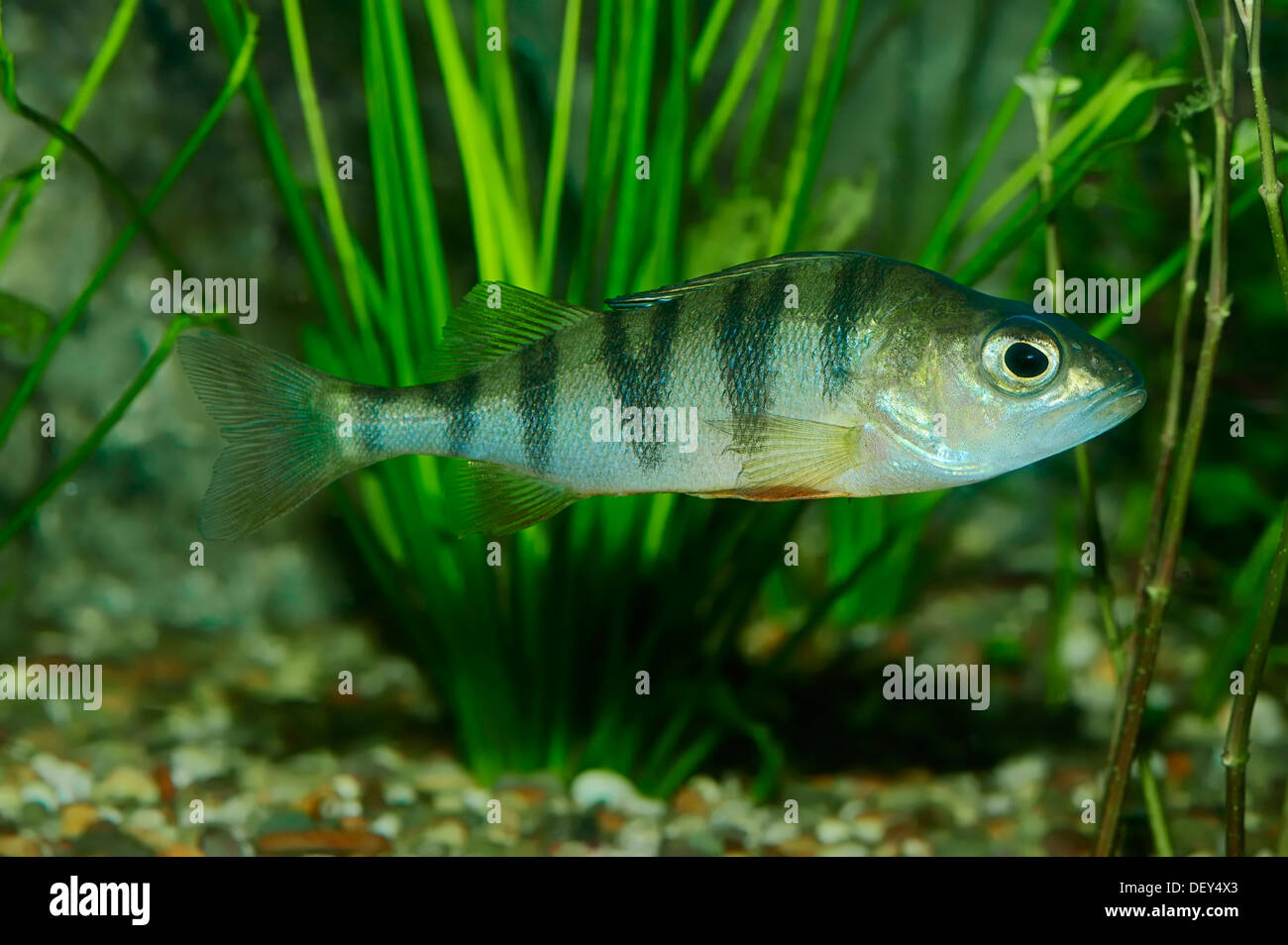 English perch perca fluviatilis l hi-res stock photography and images ...